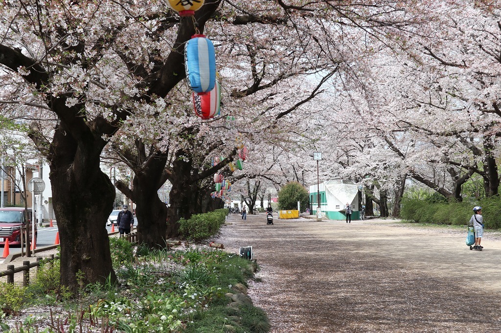福岡中央公園のサクラ: ジジのウォーキングライフ